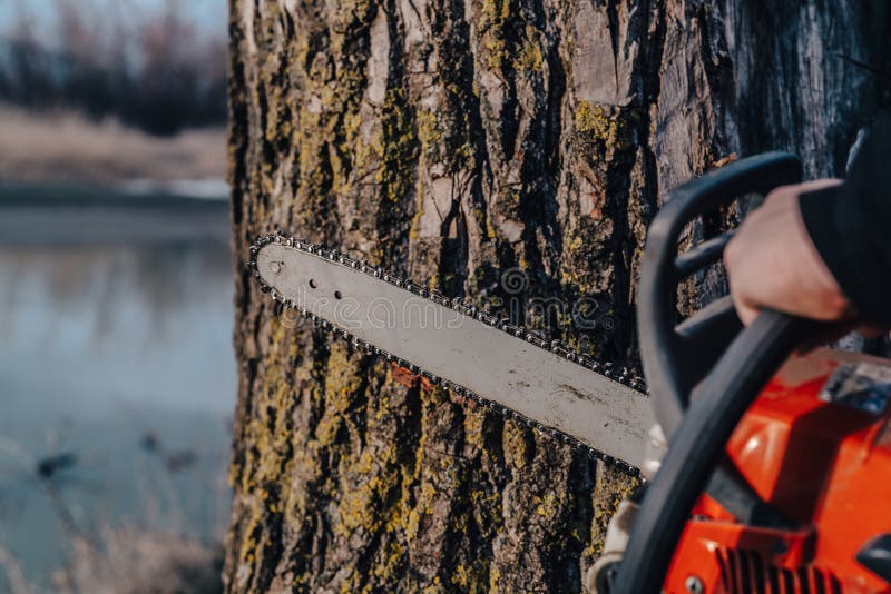 Tree Work stock image. Image of occupation, lumberjack - 4100777