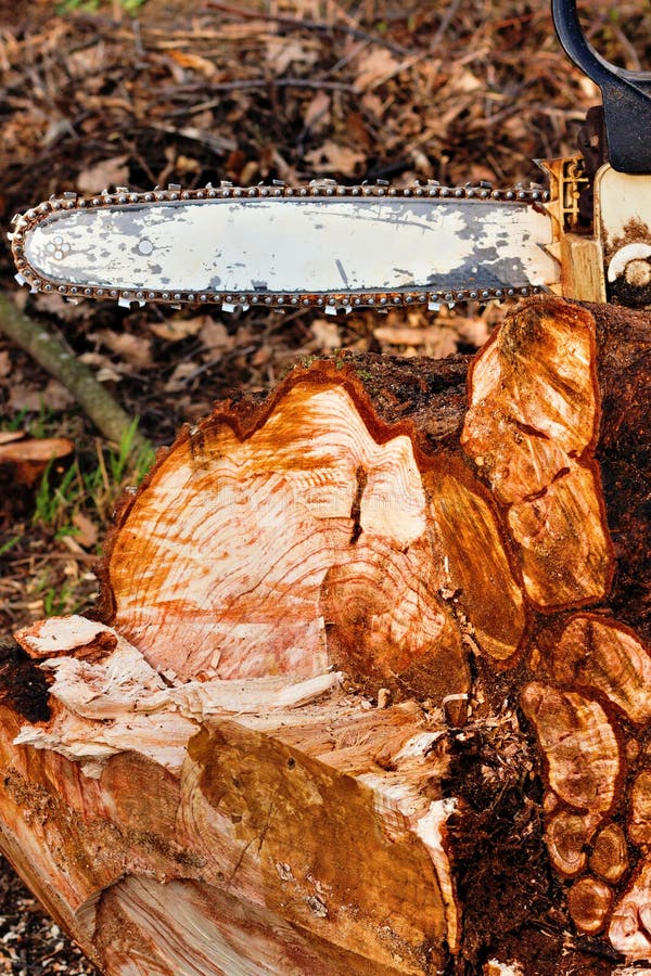 Chainsaw on wood log stock image. Image of gasoline, closeup - 40710675