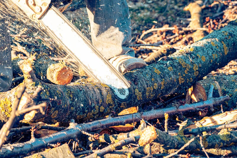 Man Cutting a Tree Branch with Chainsaw Stock Photo - Image of handyman ...