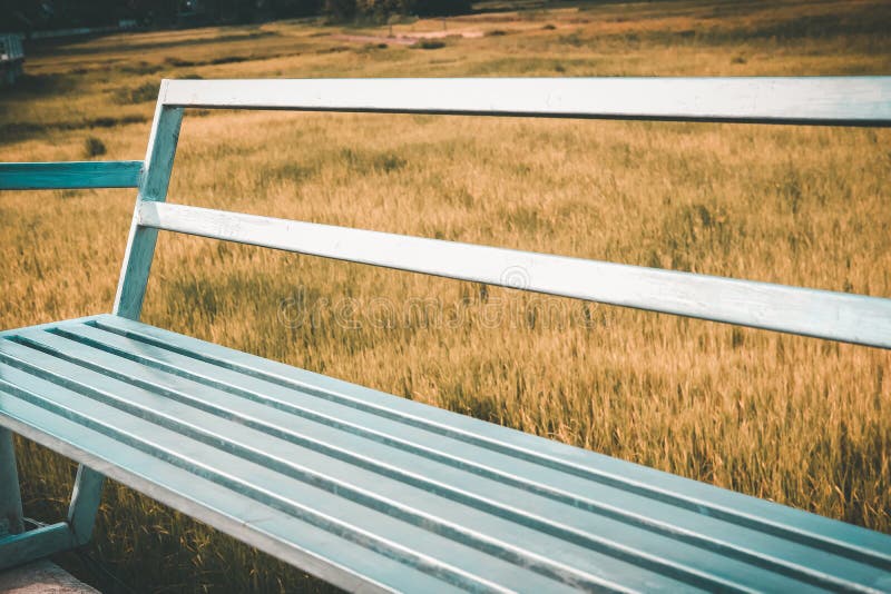 Chair Bench with Rice Paddy Field Stock Photo - Image of field, farm ...