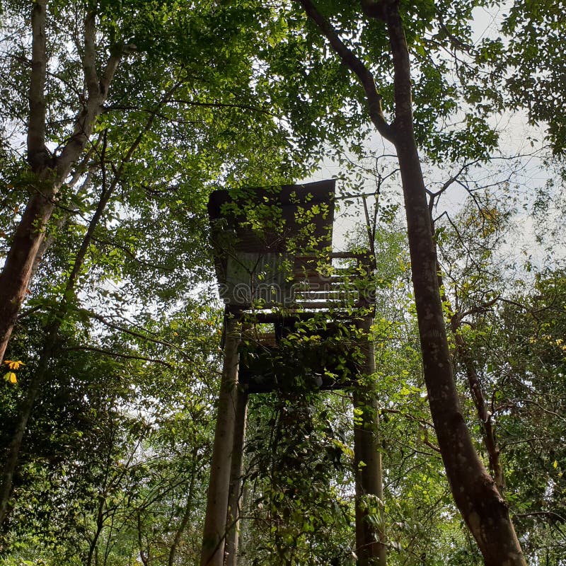 Chair tree stock image. Image of green, chair, wild - 117642293