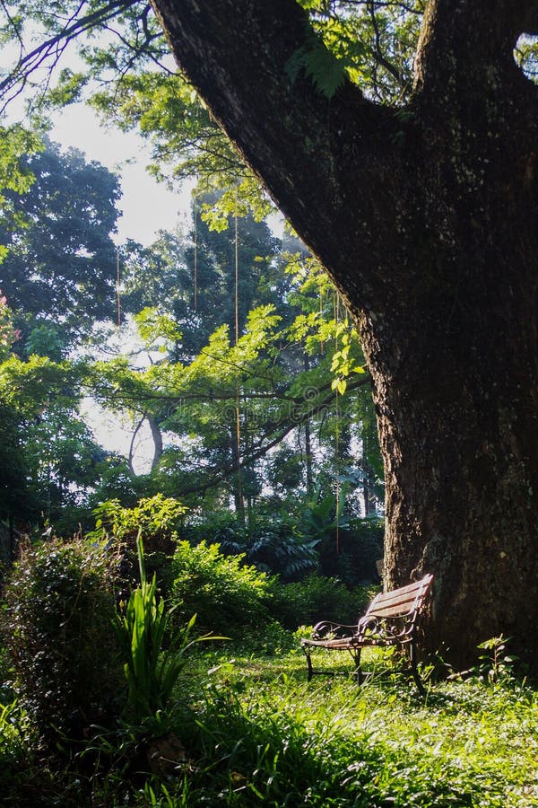 Chair Under a Shady Tree stock image. Image of shady - 279706955