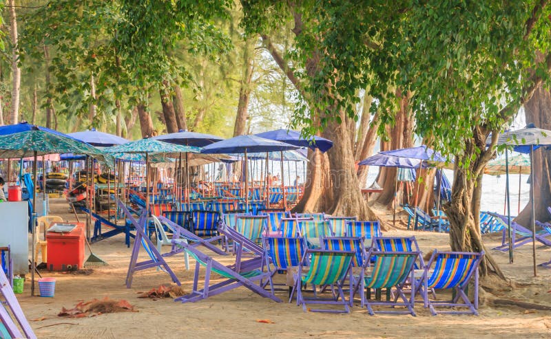 Tree on the bearch stock photo. Image of beautiful, amazing - 186735564