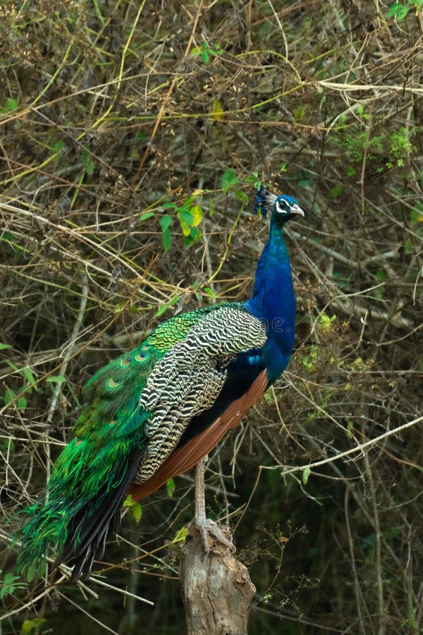A Peacock Sitting on Top of the Tree Branch with Bushes in the ...