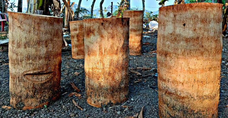 Chairs from Coconut Tree Trunks Stock Image - Image of pieces, branch ...