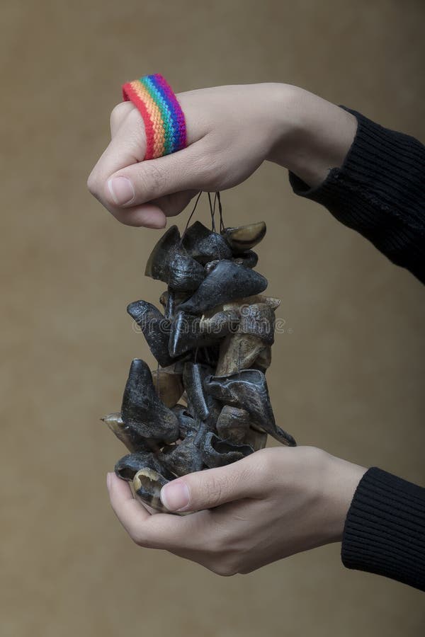 Chajchas stock photo. Image of rattle, instrument, folklore - 69487776