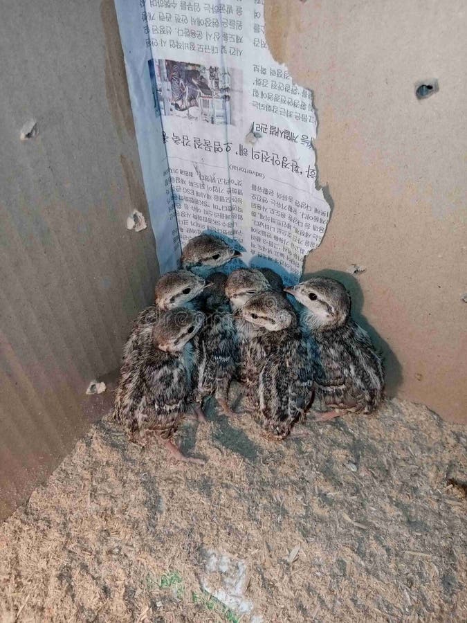 Chakor Stock Photos - Free & Royalty-Free Stock Photos from Dreamstime