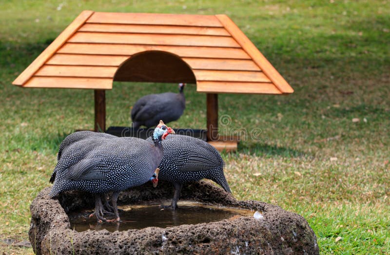 Chakore Stock Photos - Free & Royalty-Free Stock Photos from Dreamstime