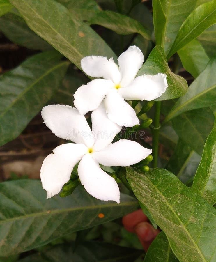 Chakri flower stock image. Image of herb, tree, wildflower - 206565527