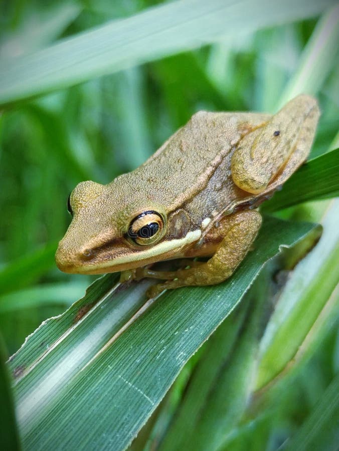 Chalcorana Chalconota, Frogs that are in Thatch Stock Image - Image of ...