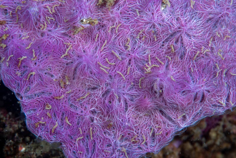 Chalinula nematifera stock photo. Image of animal, purple - 264941392