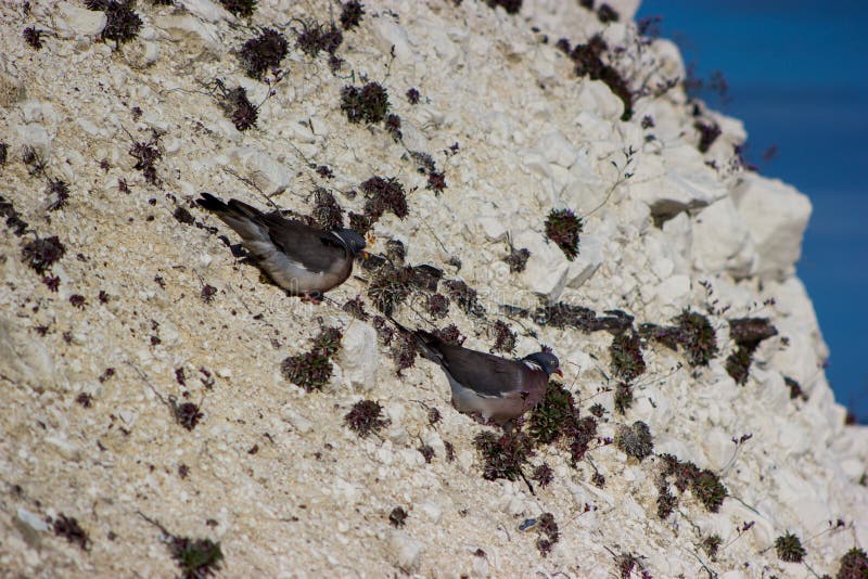 Chalk cliff with pigeons stock photo. Image of chalk - 96580360