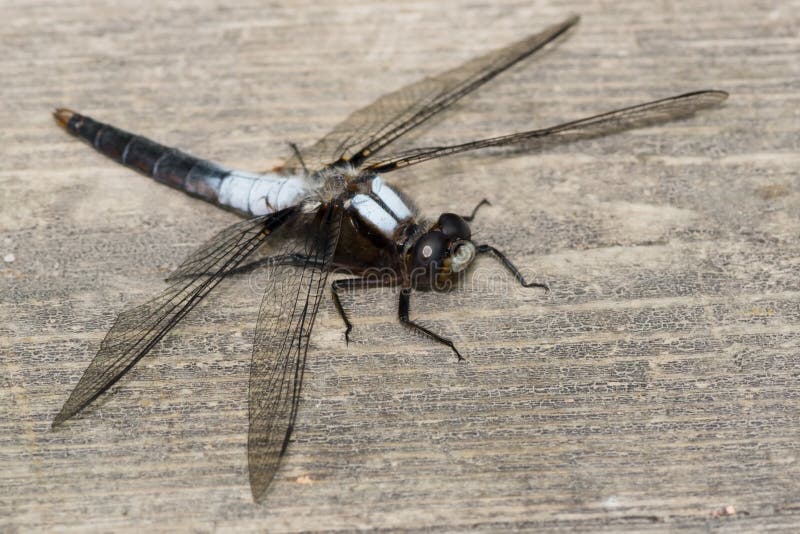 Chalk-fronted Corporal Dragonfly - Ladona Julia Stock Photo - Image of ...