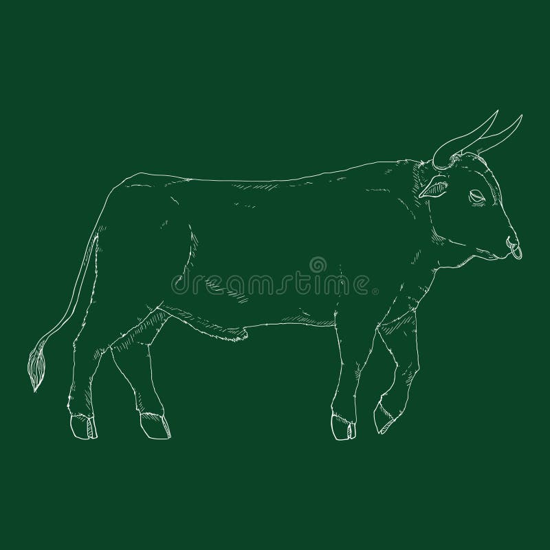 Sketch Bull. Vector Hand Drawn Illustration Stock Vector - Illustration ...