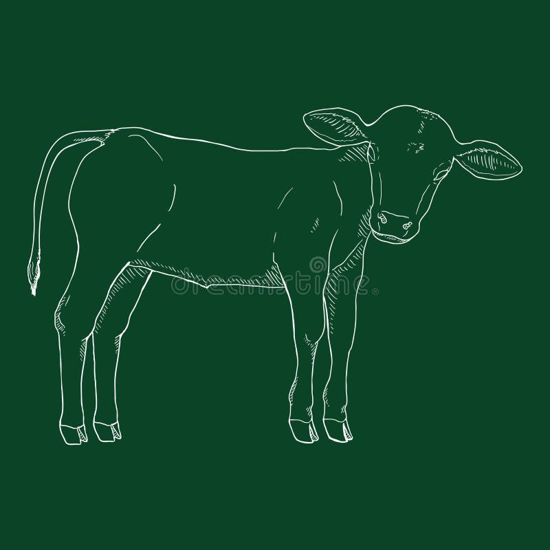 Sketch Calf. Vector Hand Drawn Illustration Stock Vector - Illustration ...