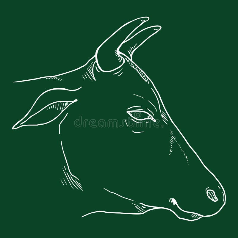 Sketch Cow Head. Vector Cattle Illustration Stock Illustration ...