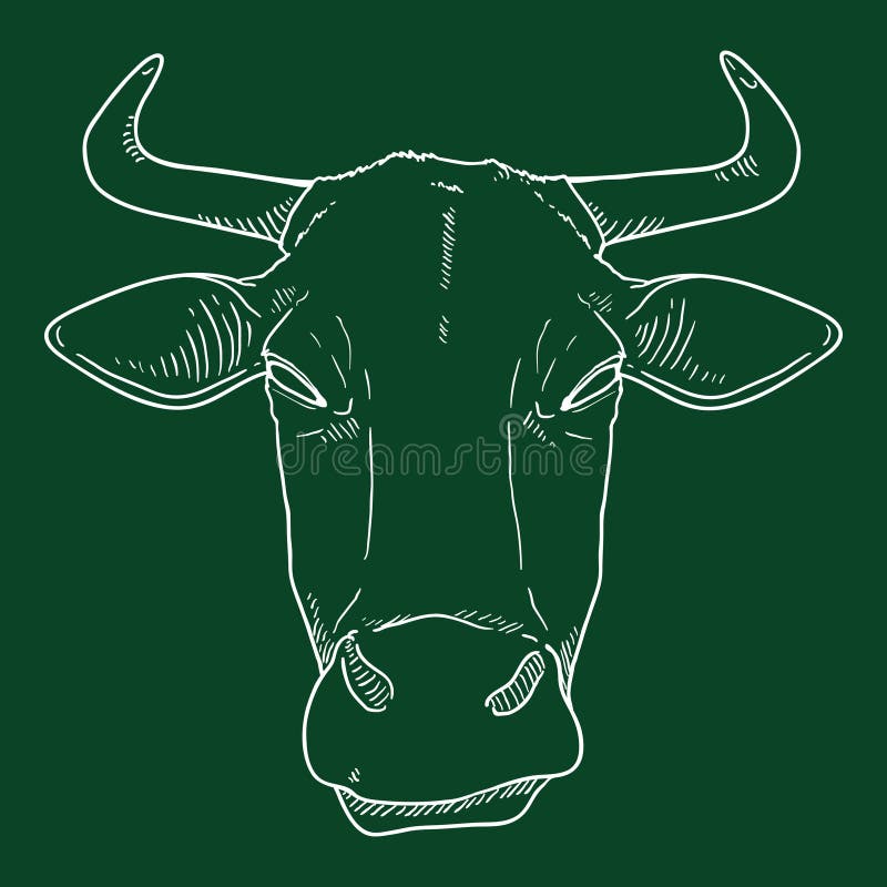 Sketch Cow Head. Vector Cattle Illustration Stock Vector - Illustration ...