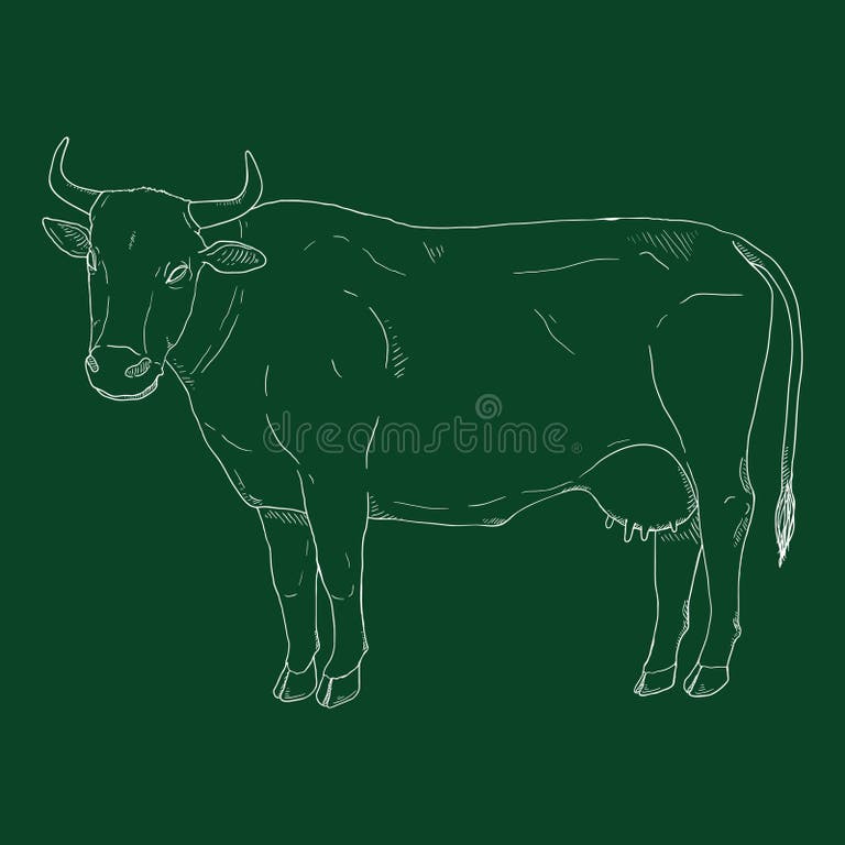 Sketch Cow. Vector Hand Drawn Illustration Stock Vector - Illustration ...