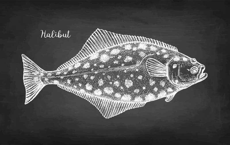 Halibut Hand-drawn Illustration Stock Vector - Illustration of cute ...