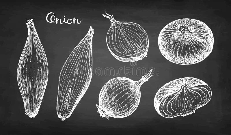 Chalk sketch of onion stock vector. Illustration of culinary - 144132407