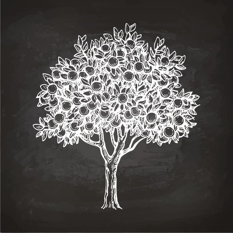 Chalk Sketch of Orange Tree Stock Vector - Illustration of season ...