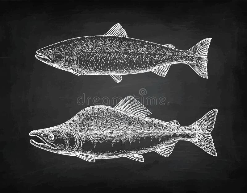 Pink Salmon Fish Vector Stock Illustrations – 1,348 Pink Salmon Fish ...