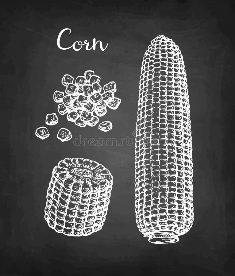 Chalk sketch set of corn. stock vector. Illustration of healthy - 190935658