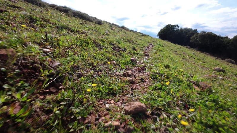 Steep Uphill Path with Stones and Blooming Flowers in Nature Stock ...