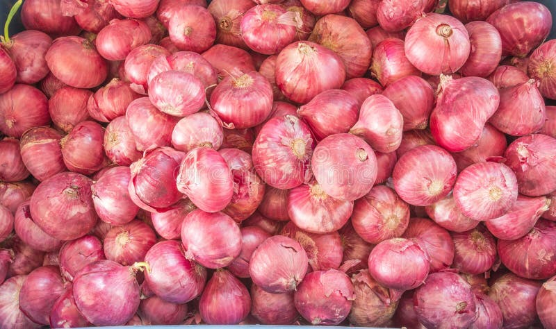 Chalota imagem de stock. Imagem de vegetariano, agricultura - 36354697