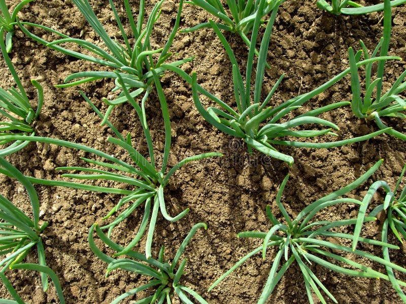 Chalote foto de archivo. Imagen de resorte, alimento - 24509586