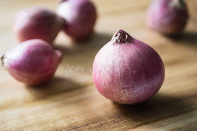 Establecimiento Del Chalote Imagen de archivo - Imagen de sano, planta ...