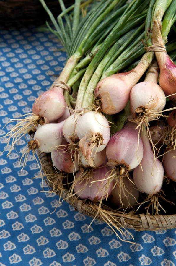 Chalotes imagen de archivo. Imagen de pastas, gusto, salsa - 17512805