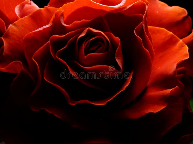 A chama da rosa imagem de stock. Imagem de incêndio - 112314141