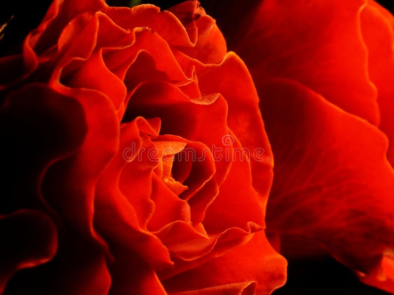 A chama da rosa imagem de stock. Imagem de incêndio - 112314141