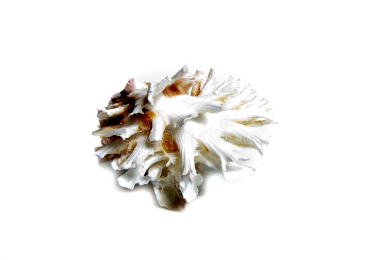 Chama Lazarus Stock Photos - Free & Royalty-Free Stock Photos from ...