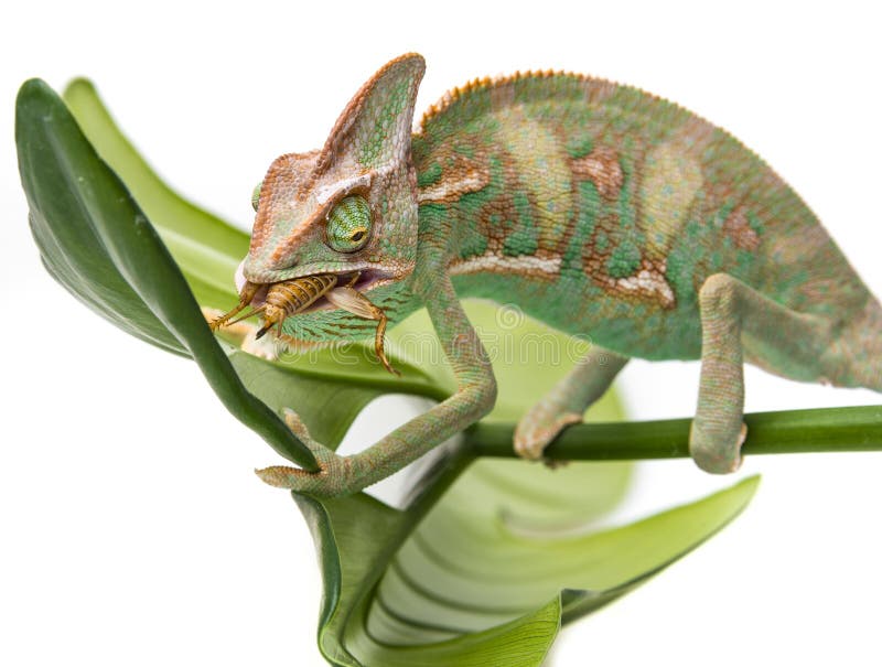 Chameleon eating insect stock image. Image of reptile - 36844065