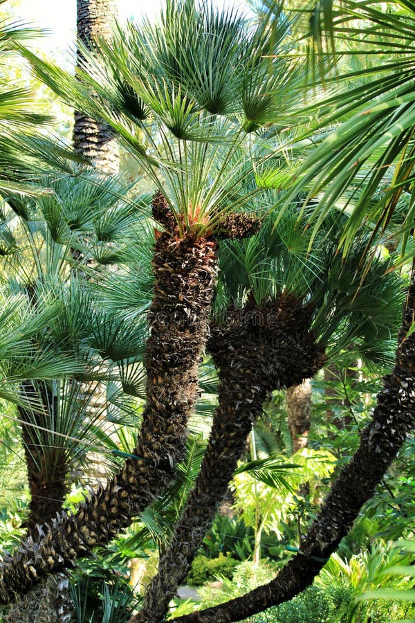 Chamaerops Humilis Palm Tree in the Garden Stock Photo - Image of palm ...