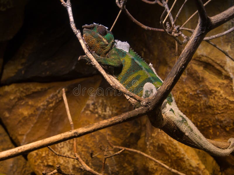 Chamaleon shedding skin stock image. Image of wood, wildlife - 109795609