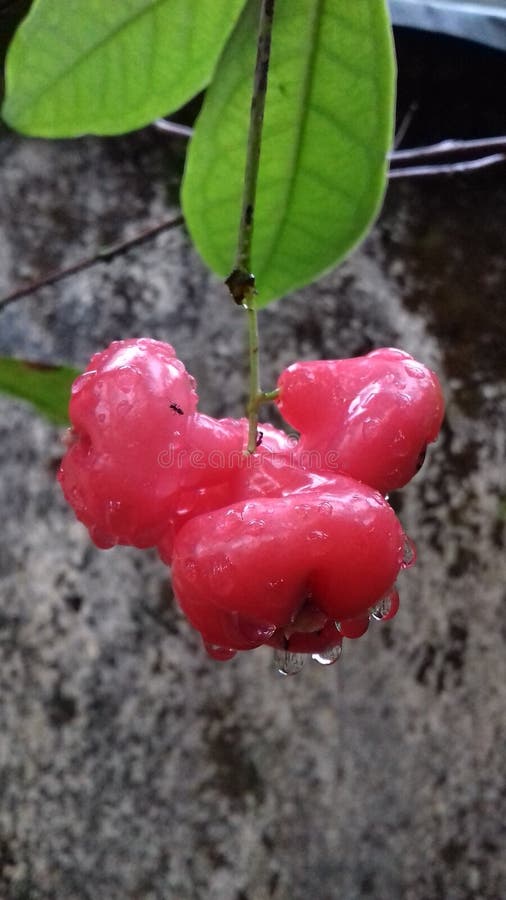 Chambakka is a Fruit in Kerala during Summer Season Stock Image - Image ...