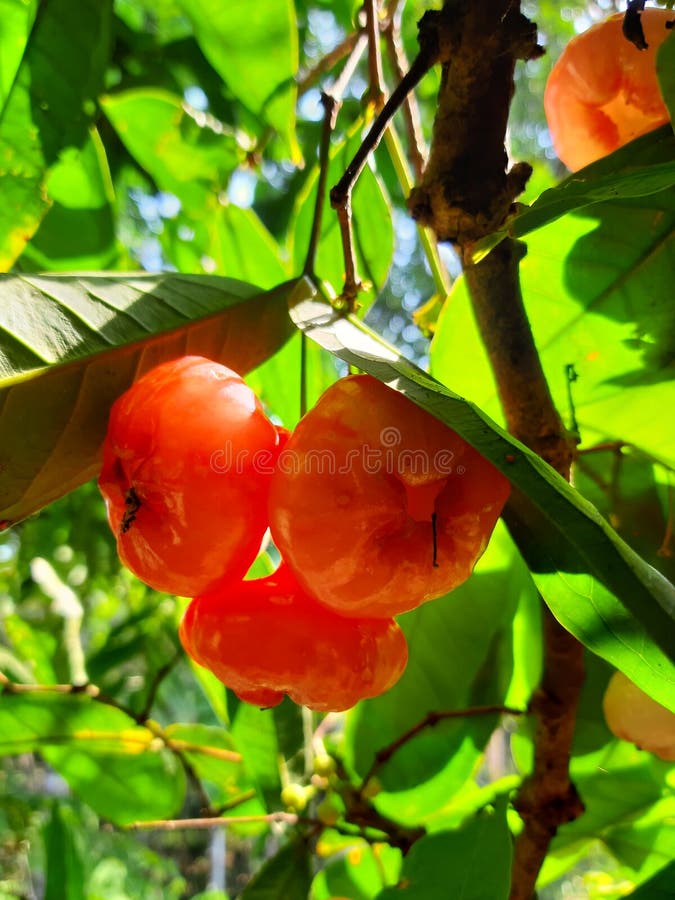 Chambakka, Java Apple, Fruits Stock Photo - Image of fruits, chambakka ...