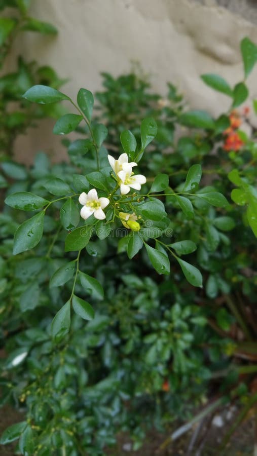 Chambali stock photo. Image of garden, tree, blossom - 352035474