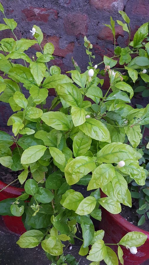 Chambeli Flower Green Plant Stock Photo - Image of flowe, lawn: 227680416