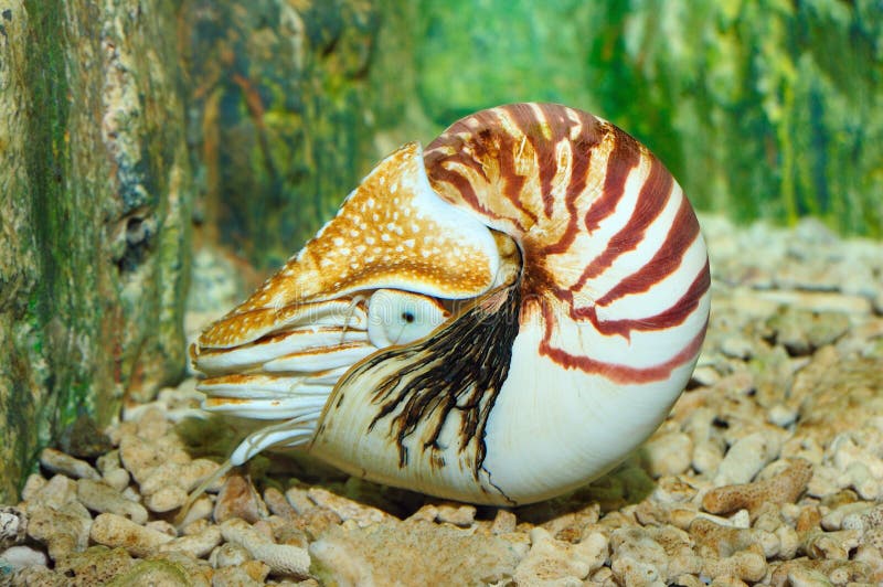 Chambered Nautilus stock image. Image of curled, seashell - 8613141
