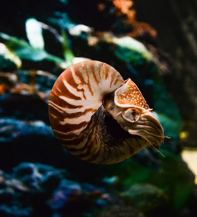 Nautilus pompilus stock image. Image of object, background - 3738935