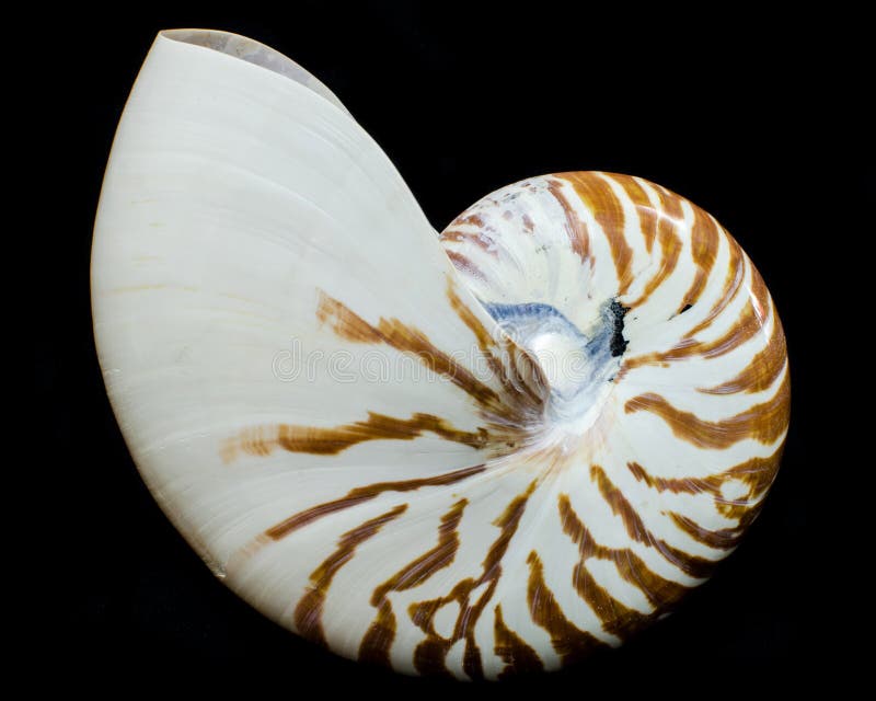 Nautilus Seashell stock image. Image of seashell, perfection - 25938371