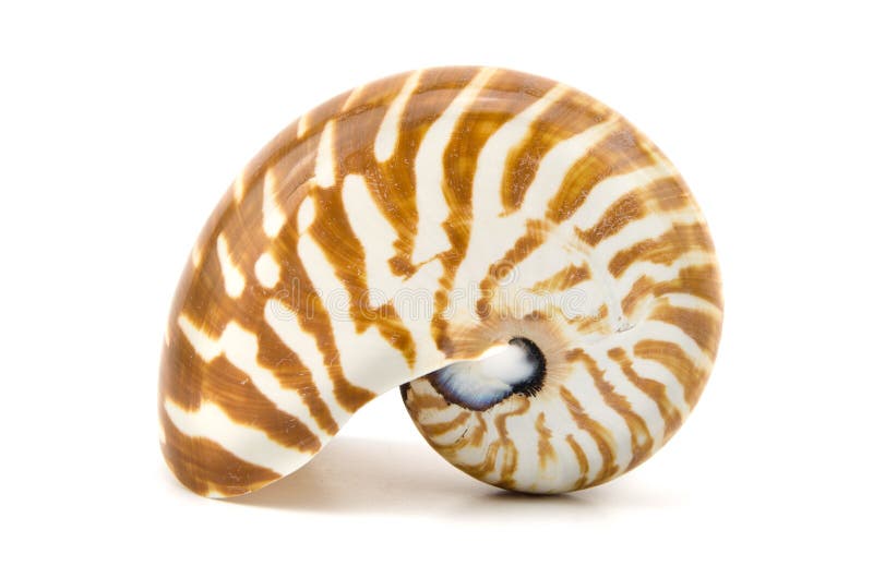 Nautilus Seashell stock image. Image of seashell, perfection - 25938371