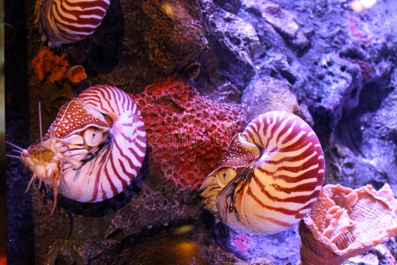Chambered Nautilus stock photo. Image of creature, design - 4328548