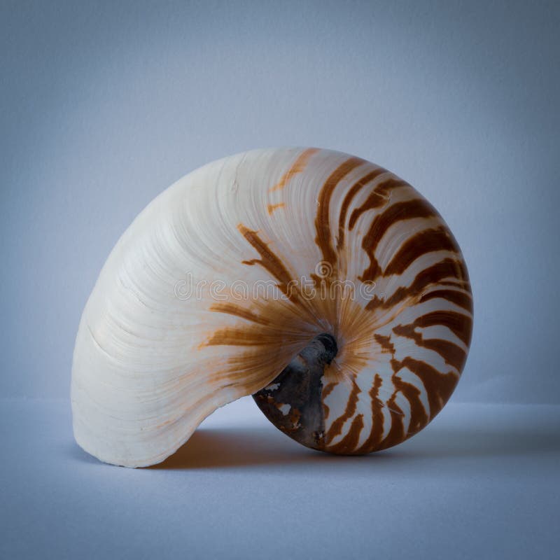 Chambered Nautilus stock photo. Image of creature, design - 4328548