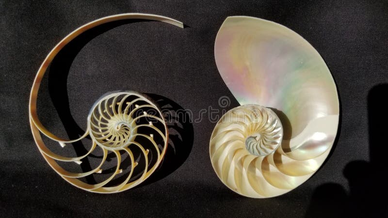 Chambered Nautilus Shell Sections Isolated on Black Background Stock ...
