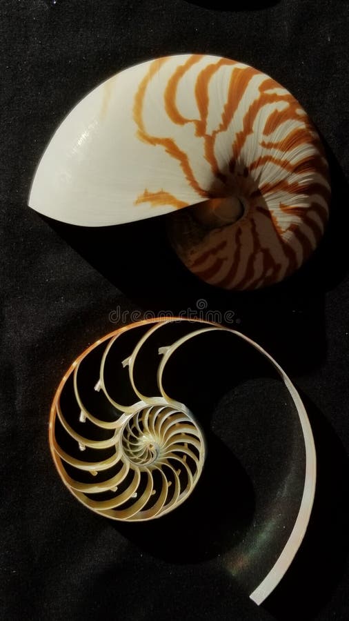 Chambered Nautilus Shell Sections Isolated on Black Background Stock ...